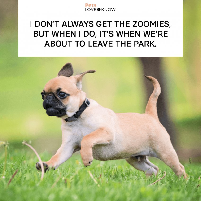 12 Dog Memes to Cheer You Up on a Ruff Day | LoveToKnow Pets