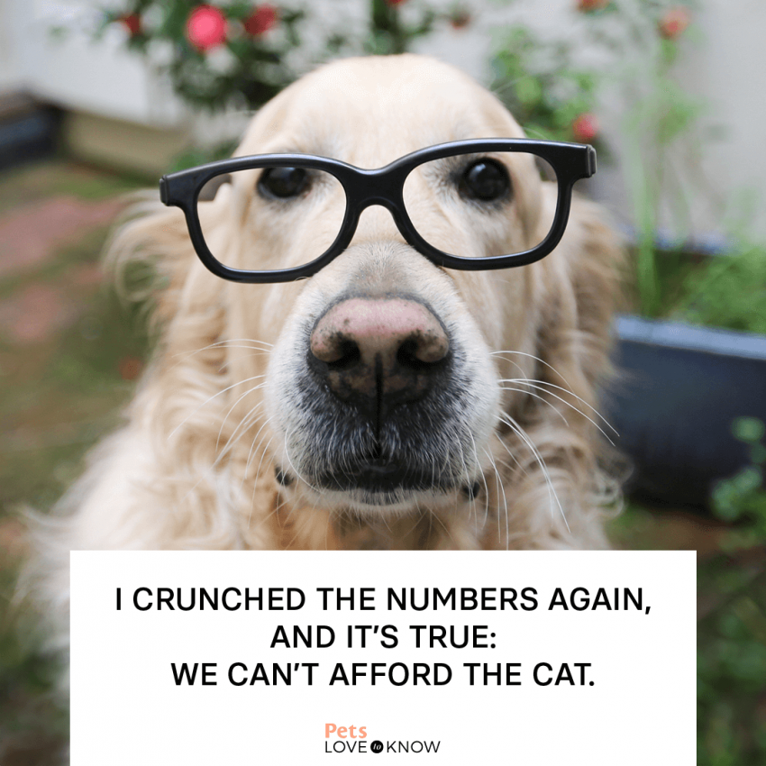 12 Dog Memes to Cheer You Up on a Ruff Day | LoveToKnow Pets