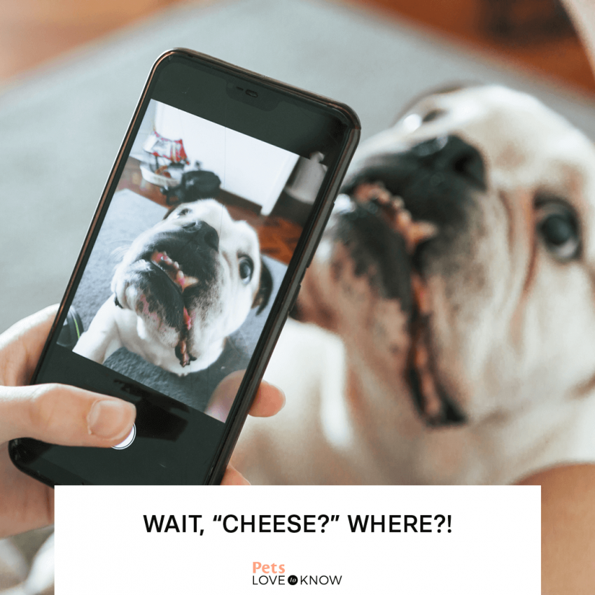 12 Dog Memes to Cheer You Up on a Ruff Day | LoveToKnow Pets