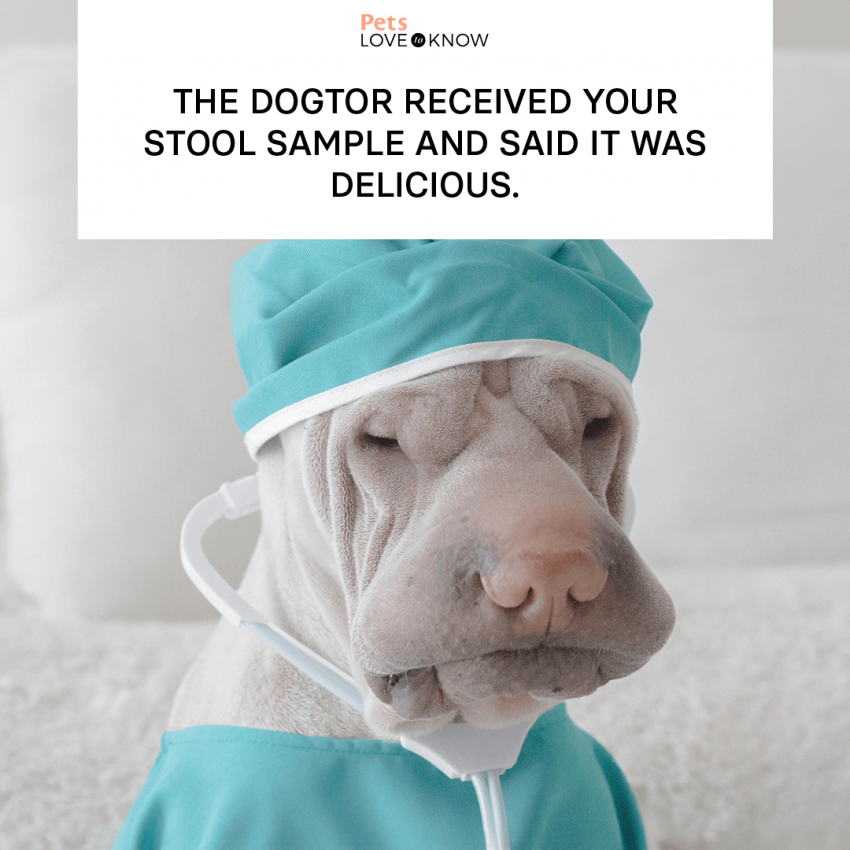 12 Dog Memes to Cheer You Up on a Ruff Day | LoveToKnow Pets