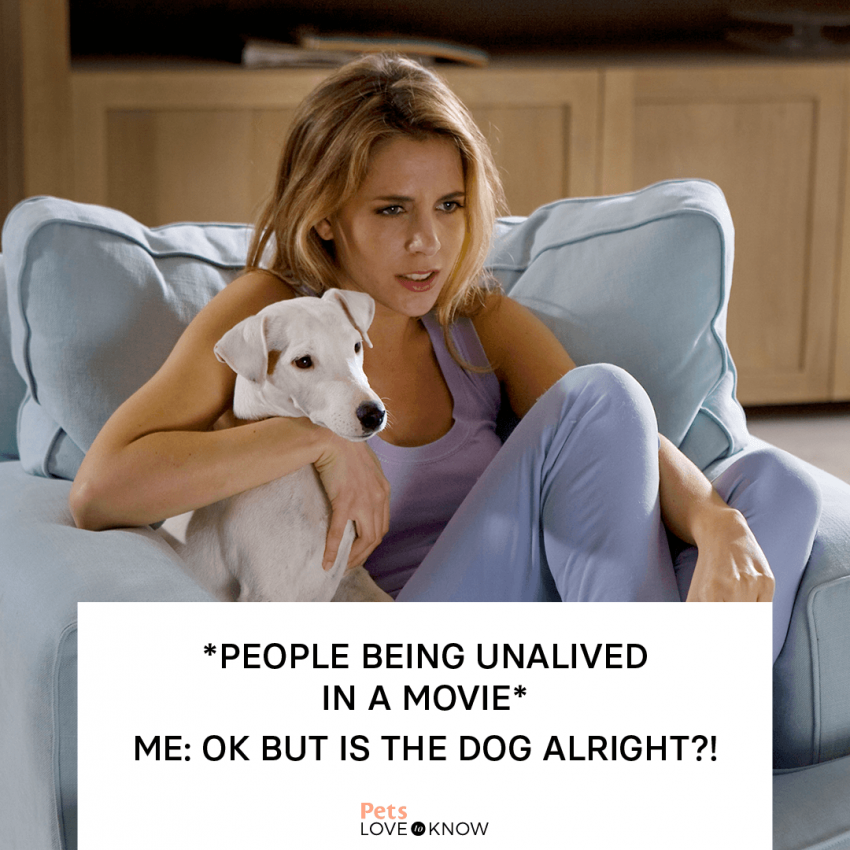 12 Dog Memes to Cheer You Up on a Ruff Day | LoveToKnow Pets