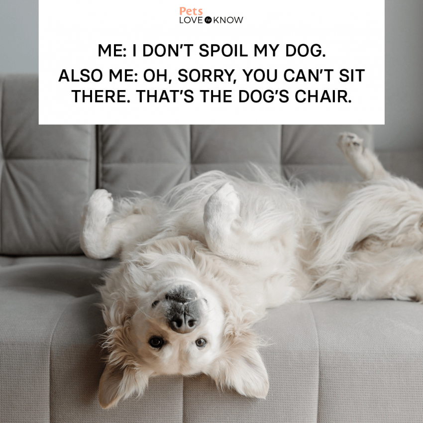 12 Dog Memes to Cheer You Up on a Ruff Day | LoveToKnow Pets