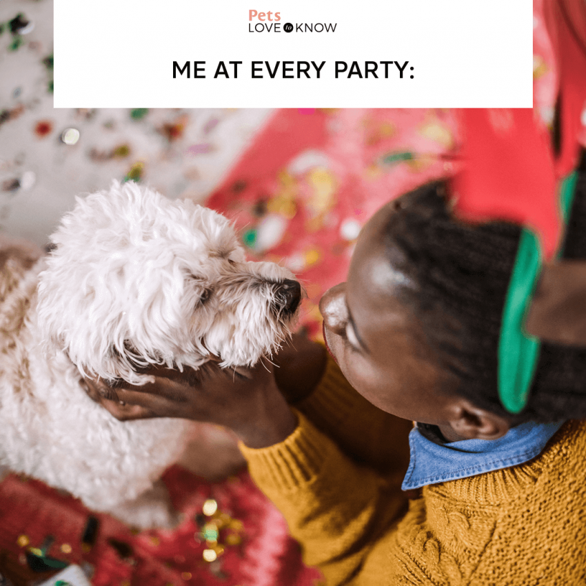 12 Dog Memes to Cheer You Up on a Ruff Day | LoveToKnow Pets