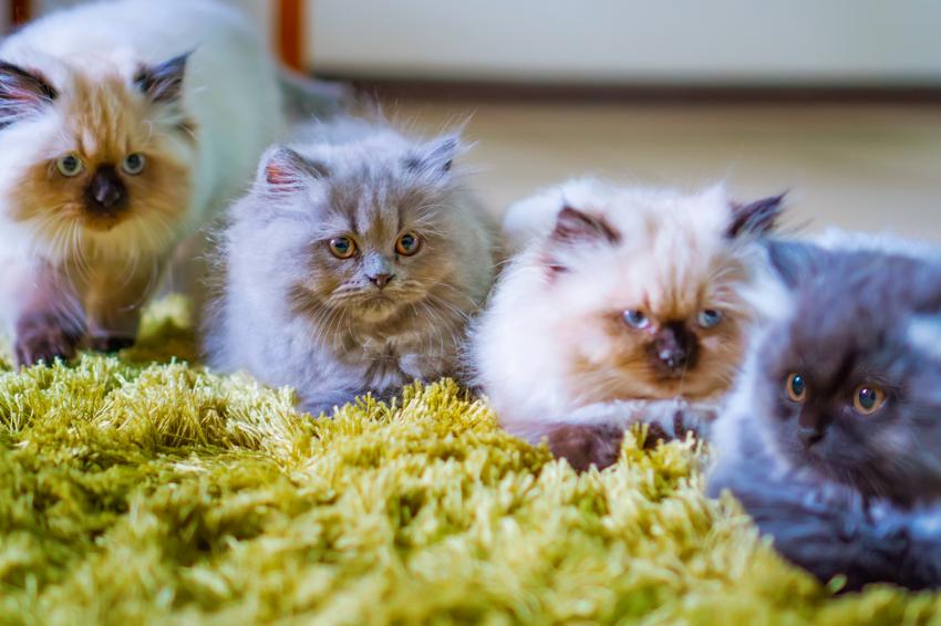 13 Purrfect Pictures of Flame, Blue, & Seal Point Himalayan Cats ...