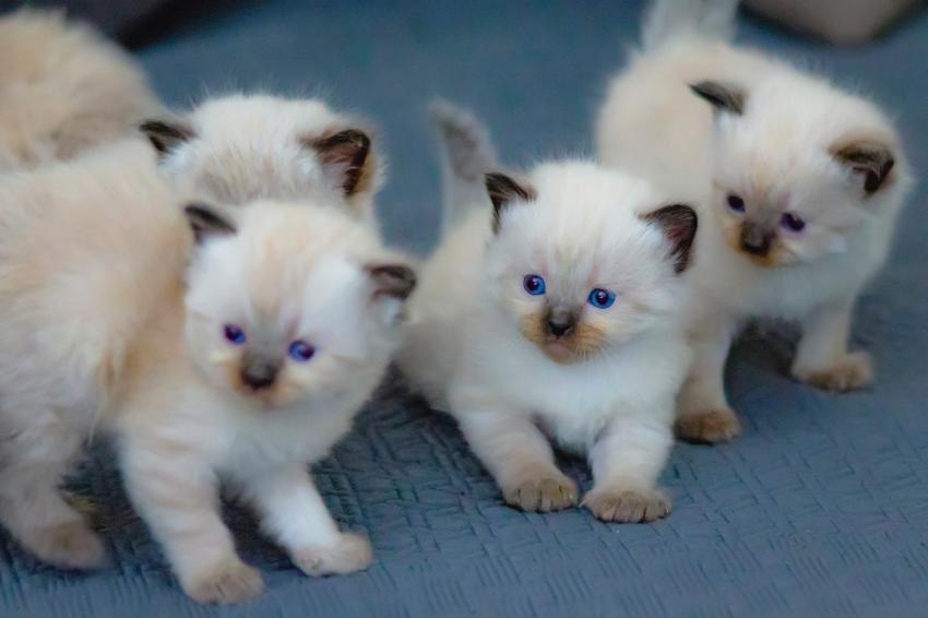 13 Purrfect Pictures of Flame, Blue, & Seal Point Himalayan Cats ...