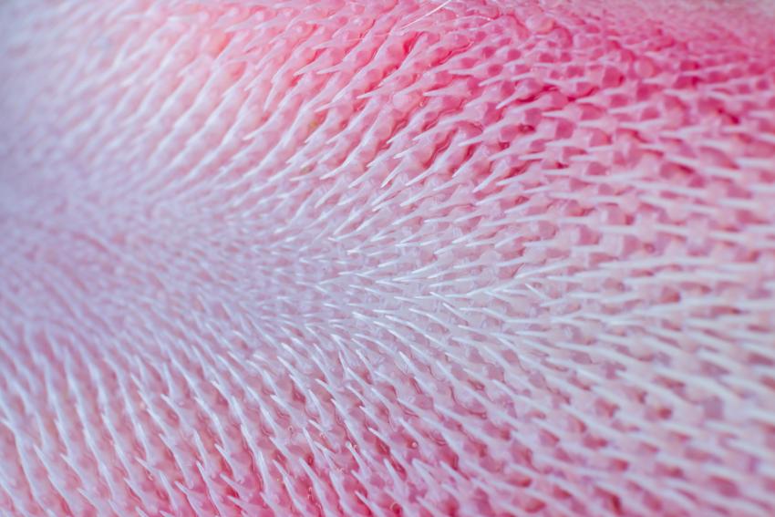 6 Amazing Cat Tongue Facts That Prove Anything's Paws-ible | LoveToKnow ...