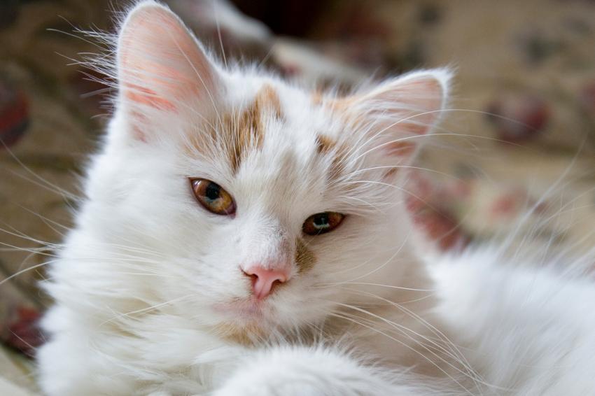 Coolest Looking Cat Breeds: From Exotic to Extraordinary | LoveToKnow Pets