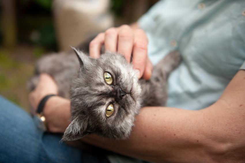 10 Unique Cat Breeds That Prove Different Is Beautiful | LoveToKnow Pets