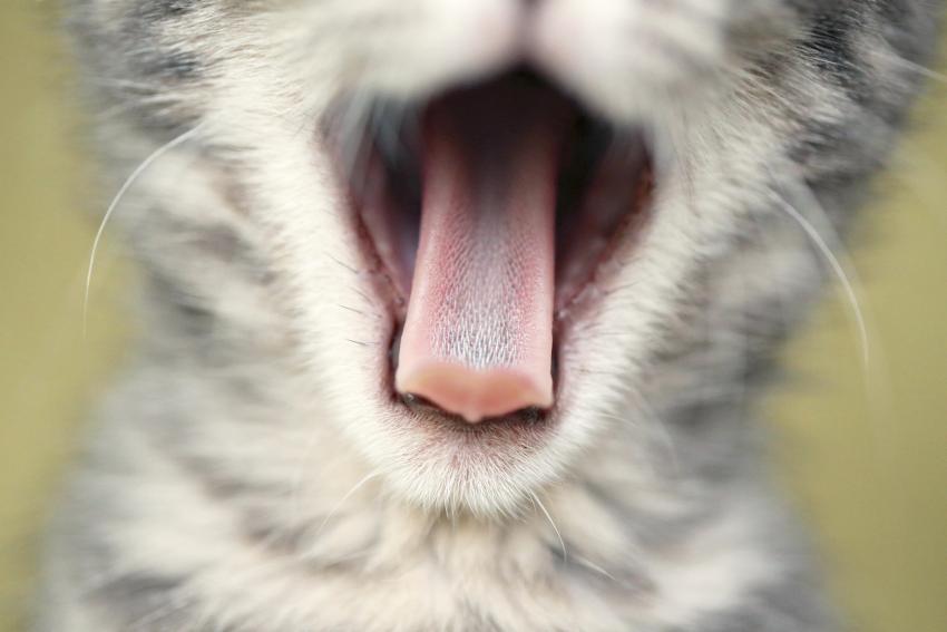6 Amazing Cat Tongue Facts That Prove Anything's Paws-ible | LoveToKnow ...