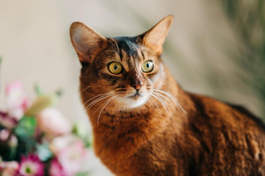 21 Small Cat Breeds That Are as Cute as They Are Compact | LoveToKnow Pets