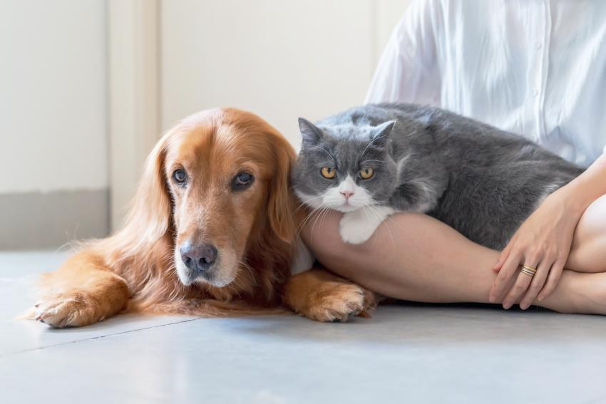 10 Mind-Blowing Facts About Cats You Will Want to Share | LoveToKnow Pets