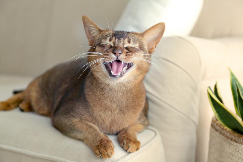 21 Small Cat Breeds That Are as Cute as They Are Compact | LoveToKnow Pets