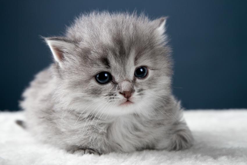 19 Floofy Kitten Pictures That'll Leave You Feline Purr-fectly Paw-some ...