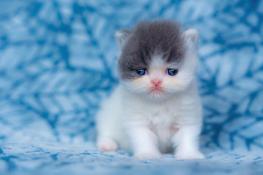 19 Floofy Kitten Pictures That'll Leave You Feline Purr-fectly Paw-some ...