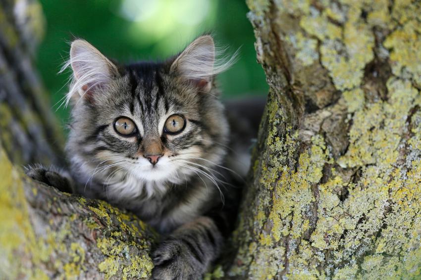 19 Floofy Kitten Pictures That'll Leave You Feline Purr-fectly Paw-some ...