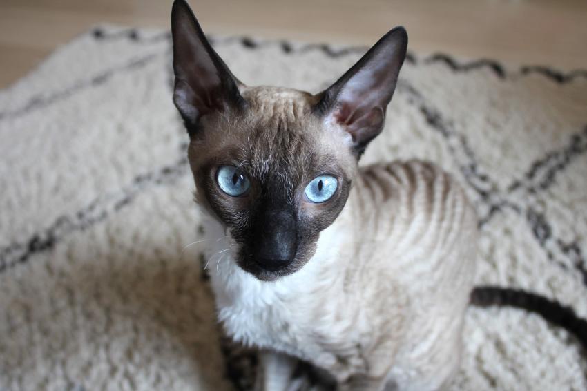 9 Cat Breeds With Blue Eyes That'll Take Your Breath Away | LoveToKnow Pets
