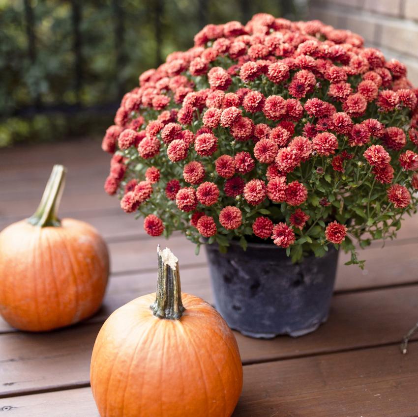 30 Fall Porch Decor Ideas for the Warmest of Welcomes | LoveToKnow