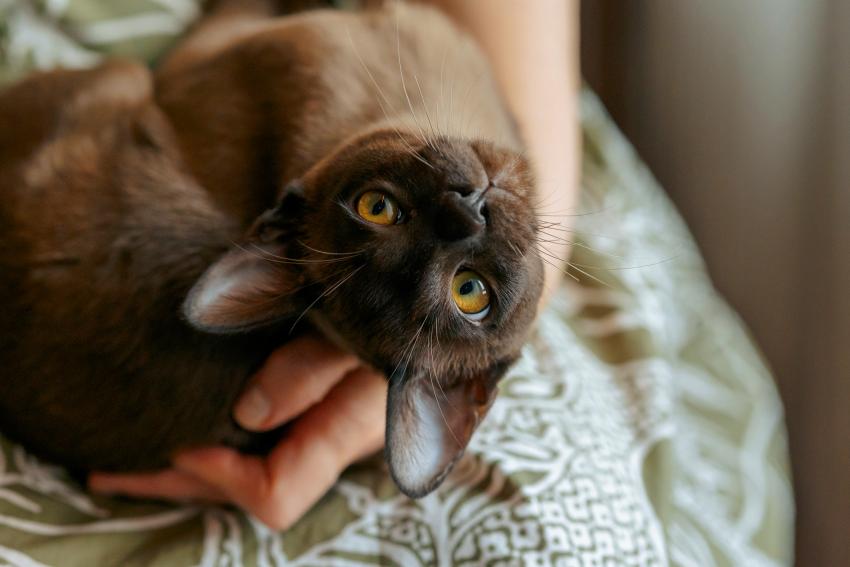 21 Small Cat Breeds That Are as Cute as They Are Compact | LoveToKnow Pets