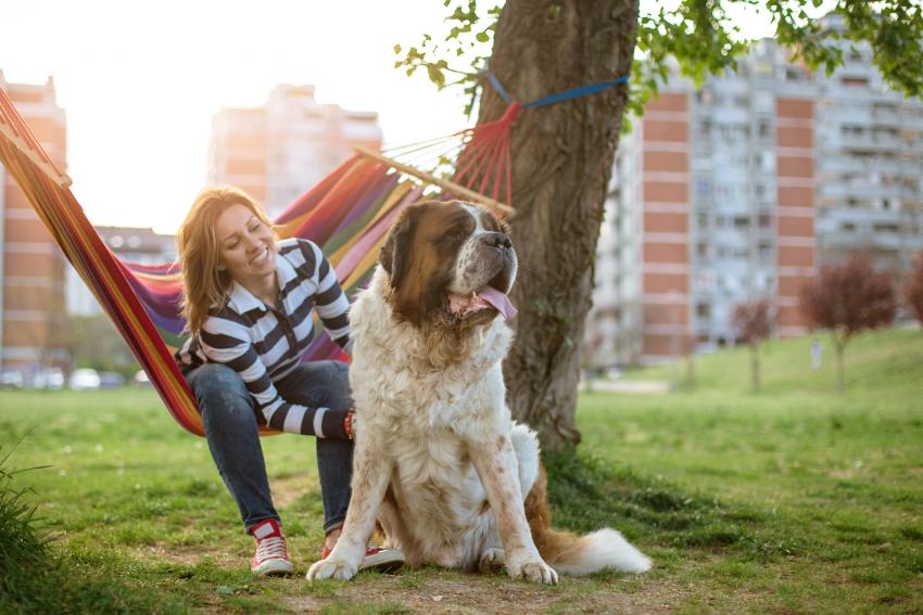 11 Pictures of Big Dogs: Gentle Giants You'll Want to Take Home ...