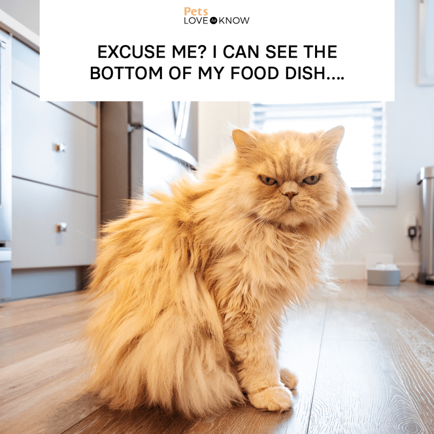 12 Cat Memes You’ll Find Pawsitively Hissterical | LoveToKnow Pets