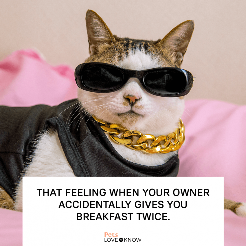 12 Cat Memes You’ll Find Pawsitively Hissterical | LoveToKnow Pets