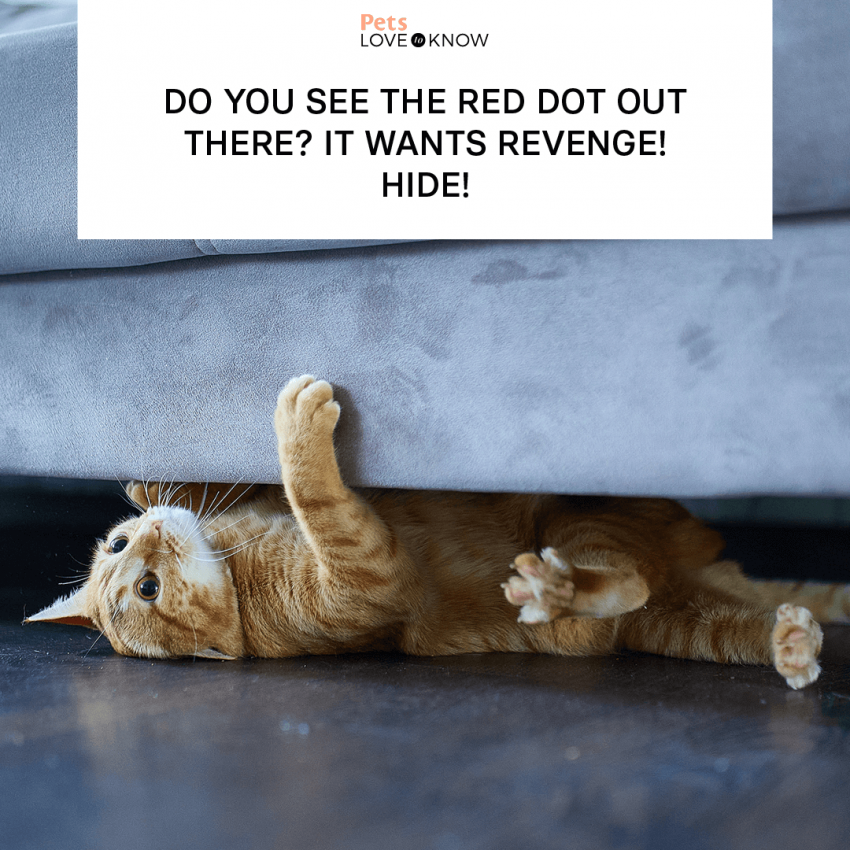 12 Cat Memes You’ll Find Pawsitively Hissterical | LoveToKnow Pets
