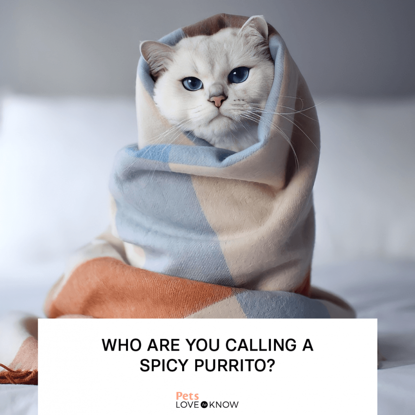 12 Cat Memes You’ll Find Pawsitively Hissterical | LoveToKnow Pets