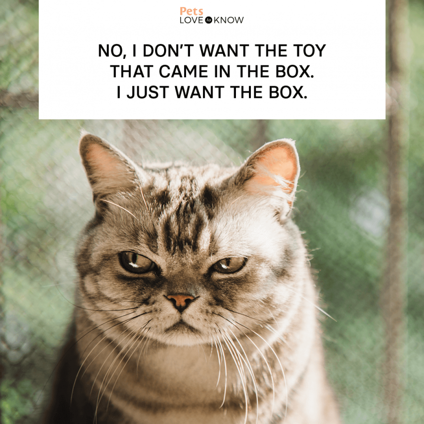 12 Cat Memes You’ll Find Pawsitively Hissterical | LoveToKnow Pets