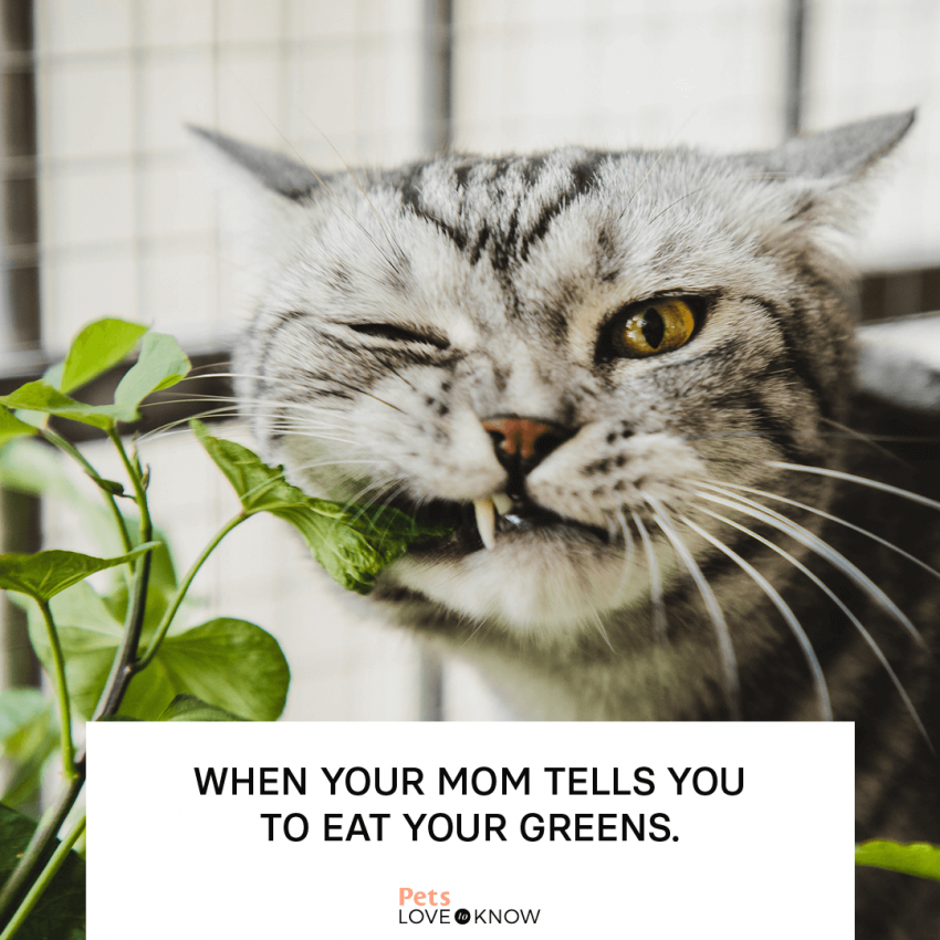12 Cat Memes You’ll Find Pawsitively Hissterical | LoveToKnow Pets