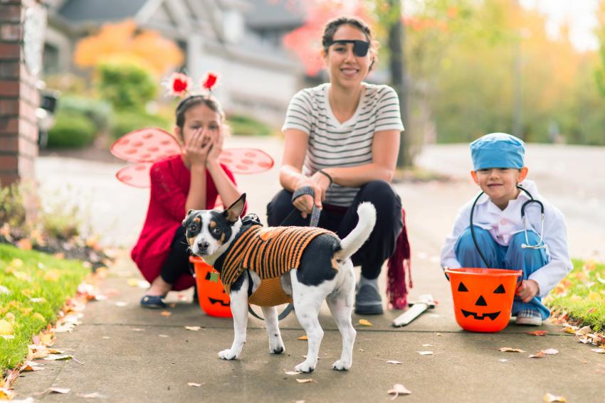 29 Re-bark-able Halloween Dog Puns & Jokes | LoveToKnow Pets