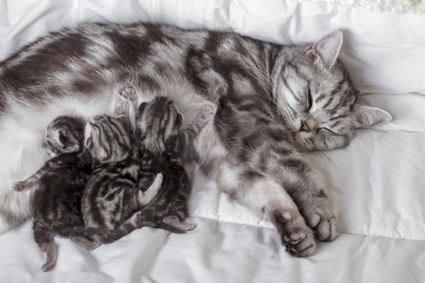 6 Signs That Your Cat Is About to Have Kittens | LoveToKnow Pets