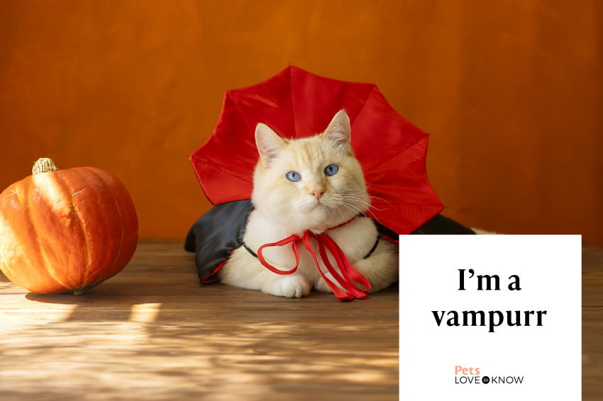 46 Halloween Cat Puns & Jokes You’ll Find Pawsitively Furightening ...