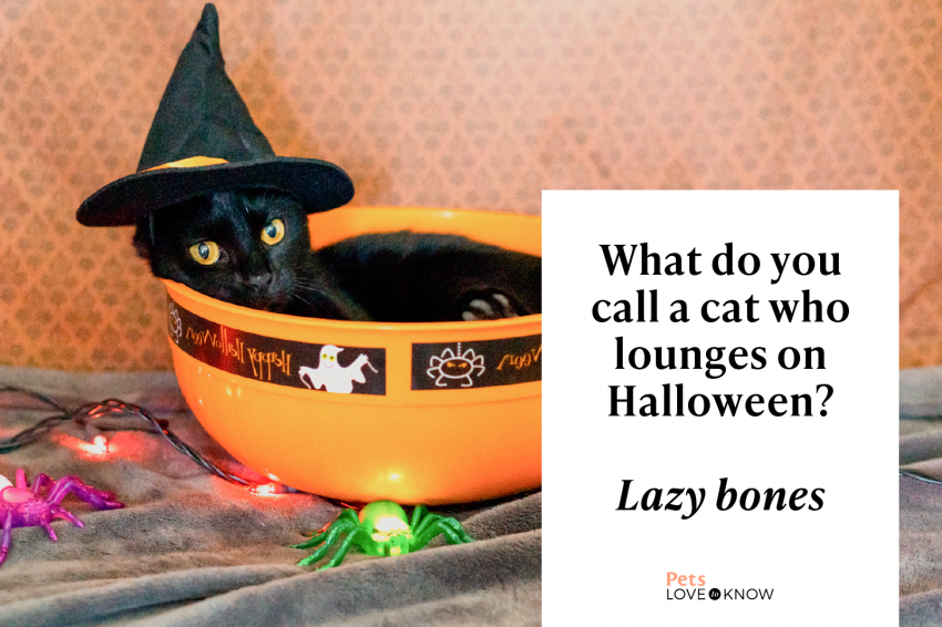 46 Halloween Cat Puns & Jokes You’ll Find Pawsitively Furightening ...