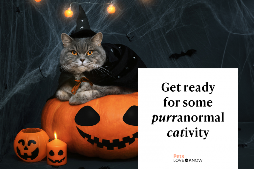 46 Halloween Cat Puns & Jokes You’ll Find Pawsitively Furightening ...