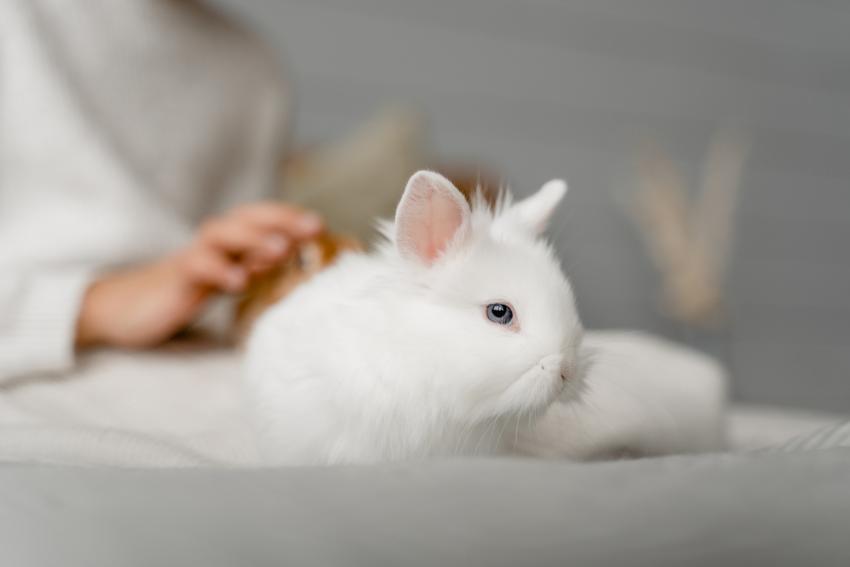 10 Fluffy Rabbit Breeds Perfect for Cuddling | LoveToKnow Pets