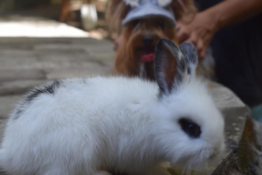 10 Fluffy Rabbit Breeds Perfect for Cuddling | LoveToKnow Pets