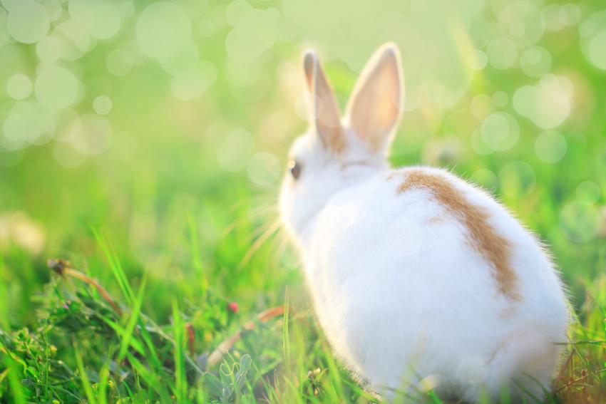 10 Fluffy Rabbit Breeds Perfect for Cuddling | LoveToKnow Pets