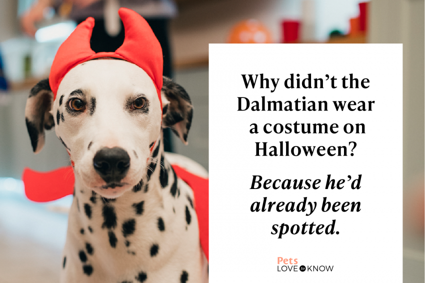 29 Re-bark-able Halloween Dog Puns & Jokes | LoveToKnow Pets