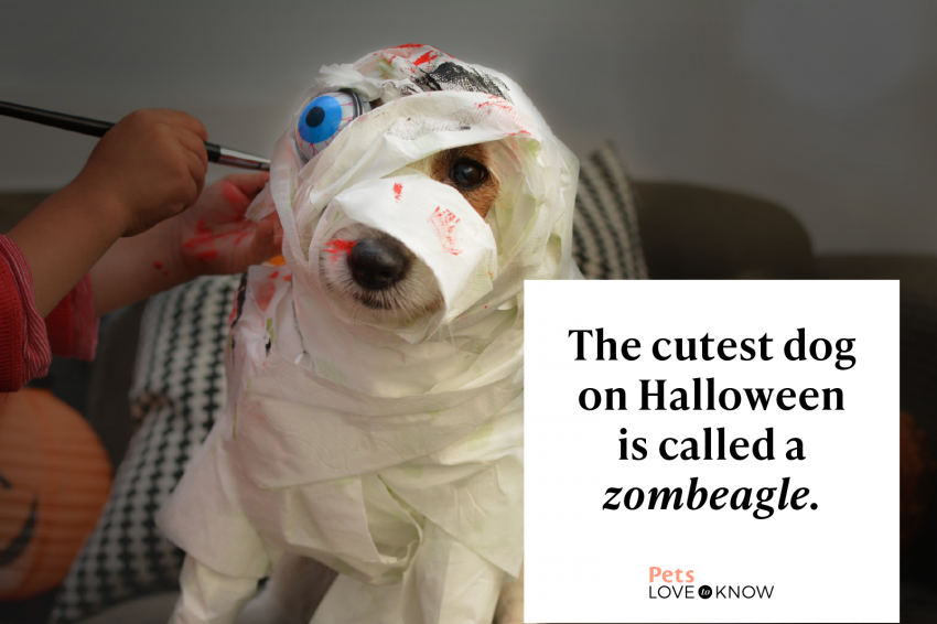 29 Re-bark-able Halloween Dog Puns & Jokes | LoveToKnow Pets