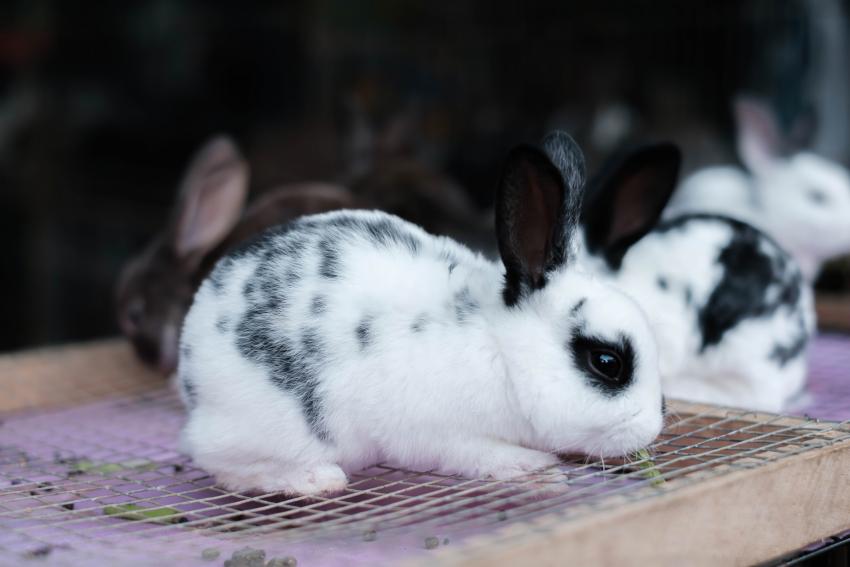 10 Fluffy Rabbit Breeds Perfect for Cuddling | LoveToKnow Pets