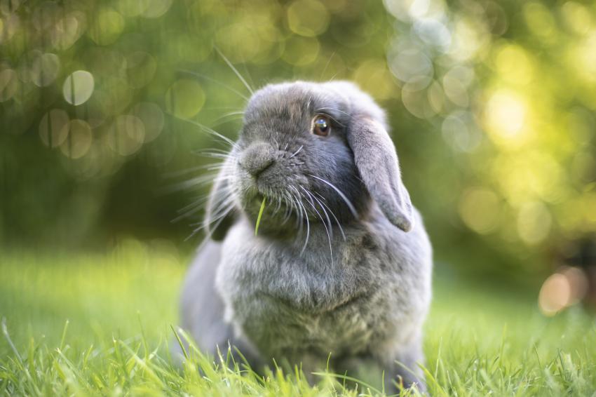10 Fluffy Rabbit Breeds Perfect for Cuddling | LoveToKnow Pets