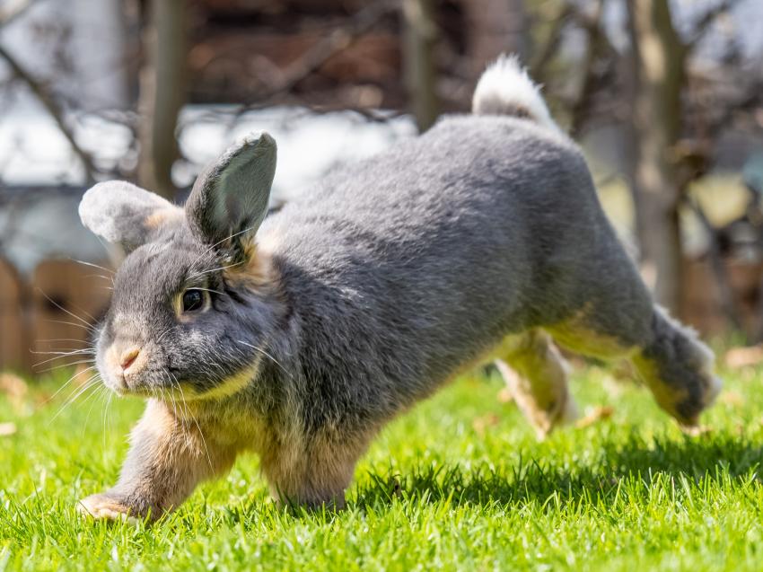 10 Fluffy Rabbit Breeds Perfect for Cuddling | LoveToKnow Pets