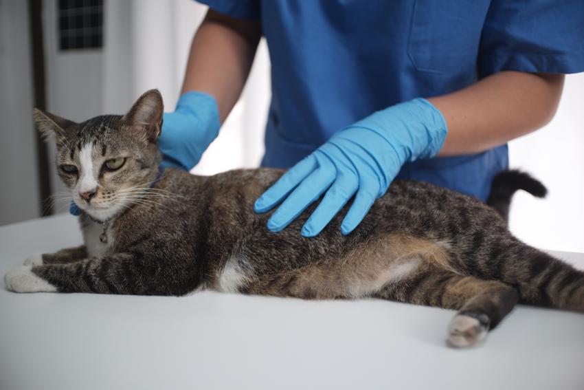 8 Fascinating Facts About Cat Tails & What Purpose They Serve ...