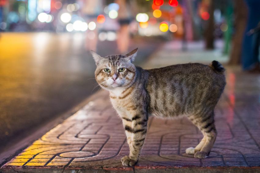 8 Fascinating Facts About Cat Tails & What Purpose They Serve ...