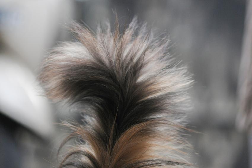 8 Fascinating Facts About Cat Tails & What Purpose They Serve ...