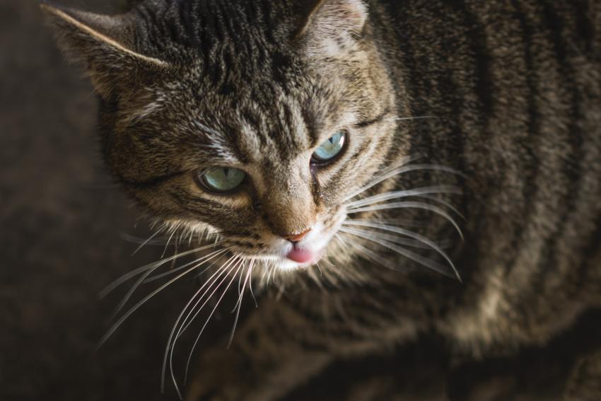 30 Cat Blep Pics for Your Daily Dose of Cuteness | LoveToKnow Pets