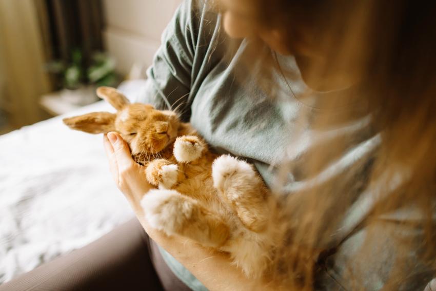 9 of the Cutest Small Pets You'll Ever See | LoveToKnow Pets