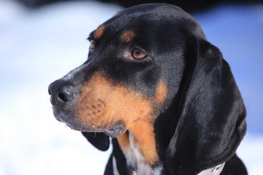12 Famous Dogs in History | LoveToKnow Pets