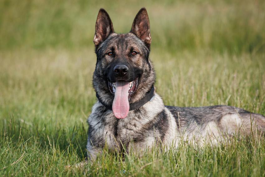 12 Famous Dogs in History | LoveToKnow Pets