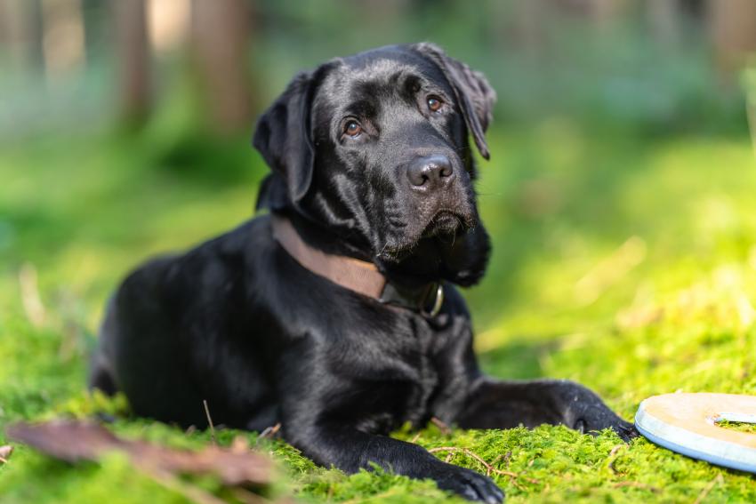 12 Famous Dogs in History | LoveToKnow Pets